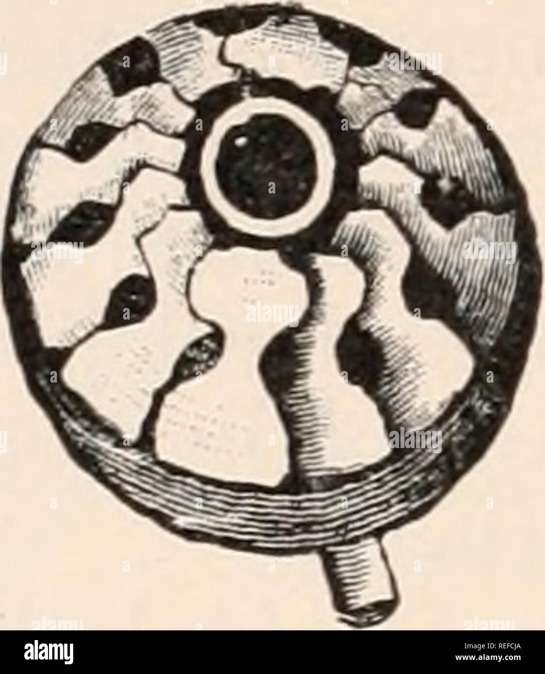 . Comparative anatomy of vertebrates. Anatomy, Comparative; Vertebrates ...