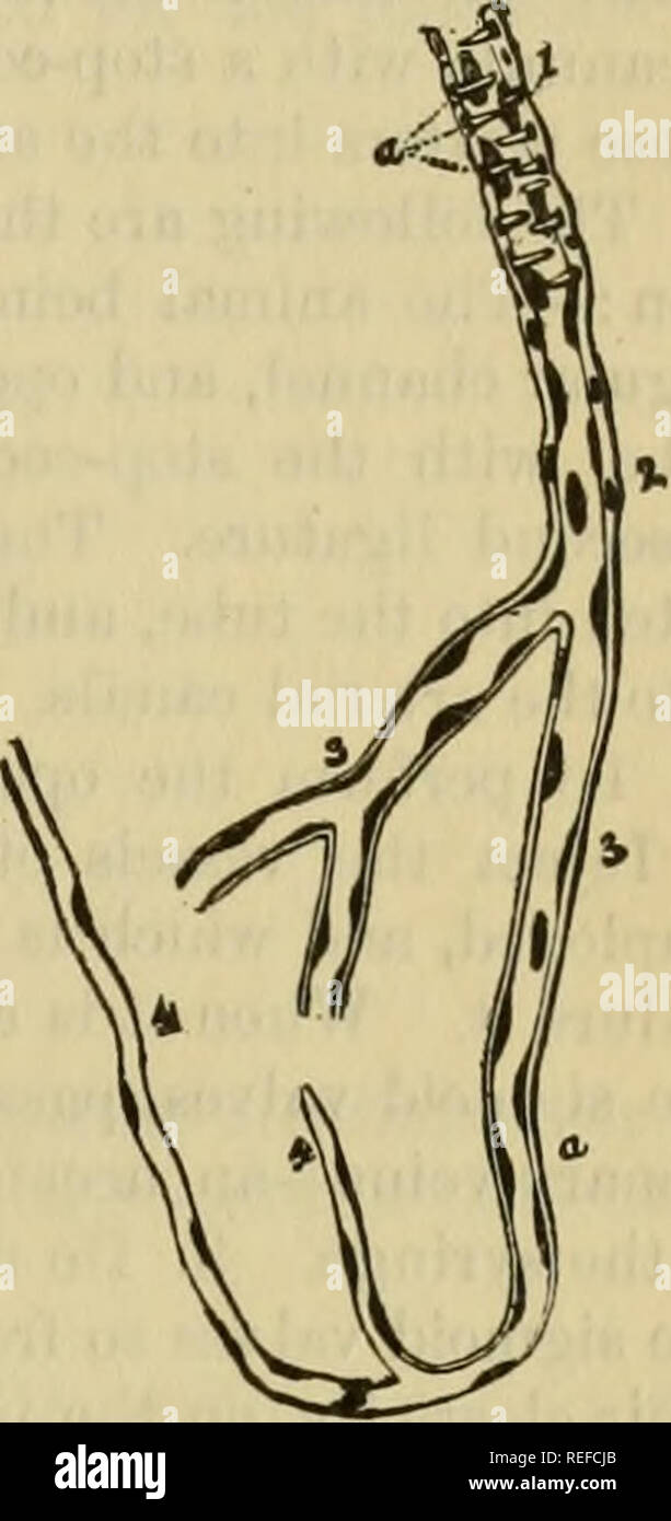 . The comparative anatomy of the domesticated animals. Veterinary ...