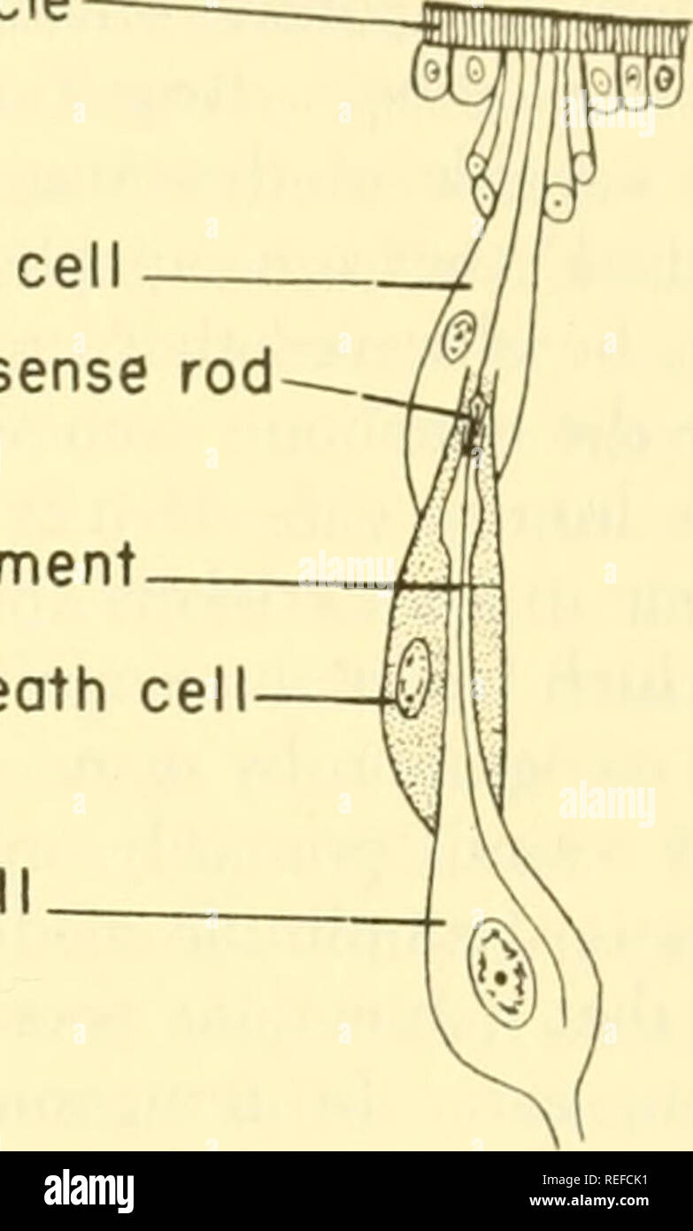 . Comparative animal physiology. Physiology, Comparative; Physiology ...