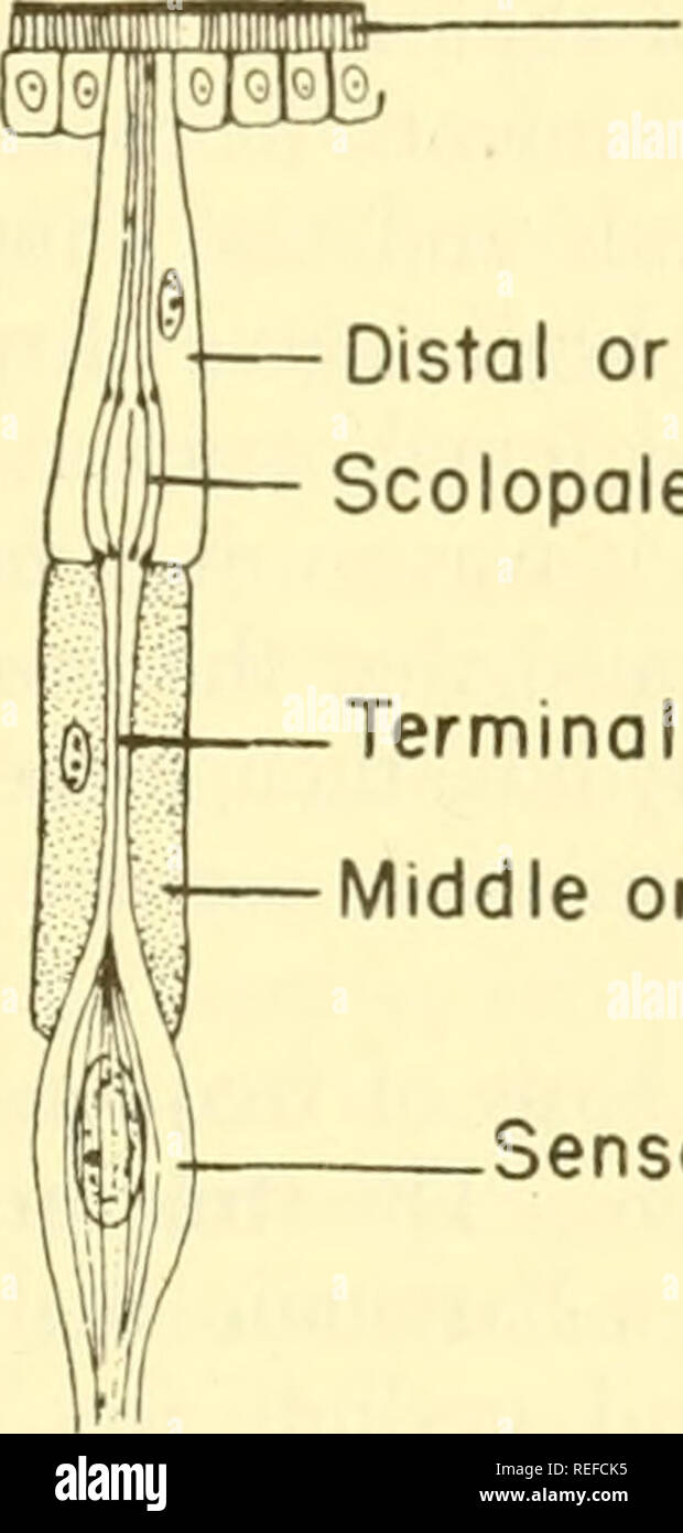 Auditory stimulation hi-res stock photography and images - Alamy
