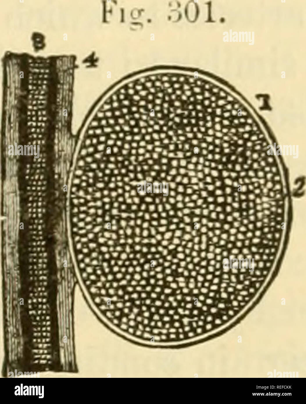. The comparative anatomy of the domesticated animals. Horses ...