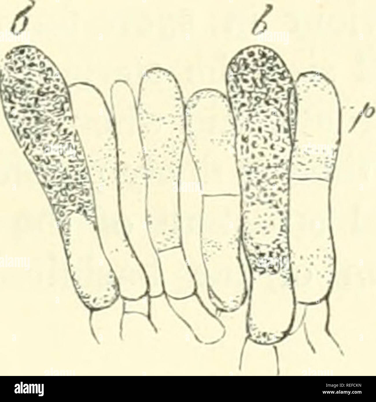 . Comparative morphology and biology of the fungi, mycetozoa and ...