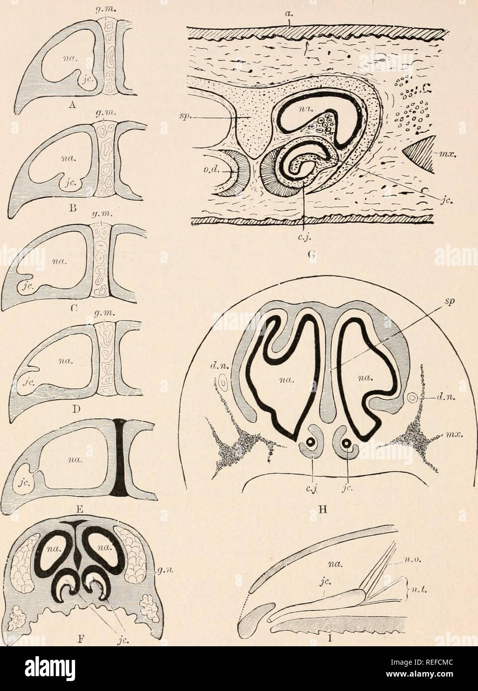 . Comparative anatomy of vertebrates. Anatomy, Comparative; Vertebrates ...