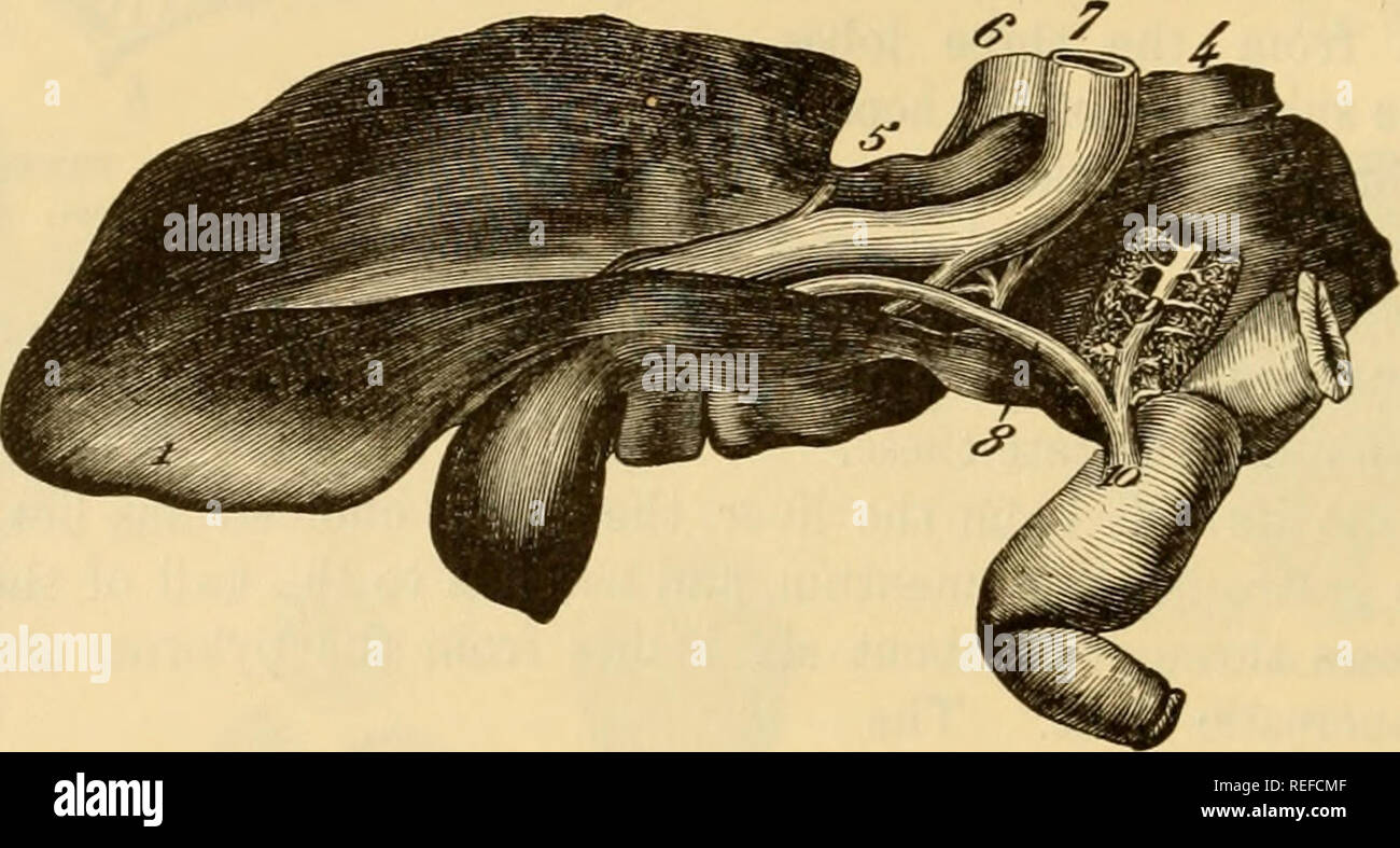 Choledochus High Resolution Stock Photography and Images - Alamy