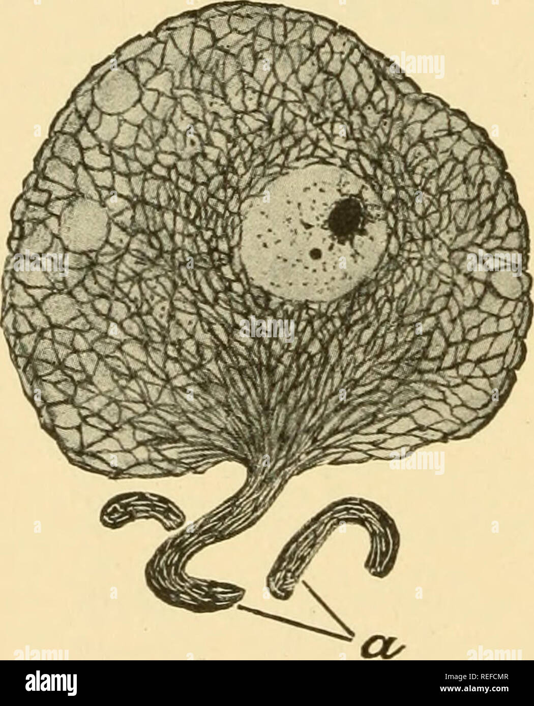 Axon collateral hi-res stock photography and images - Alamy