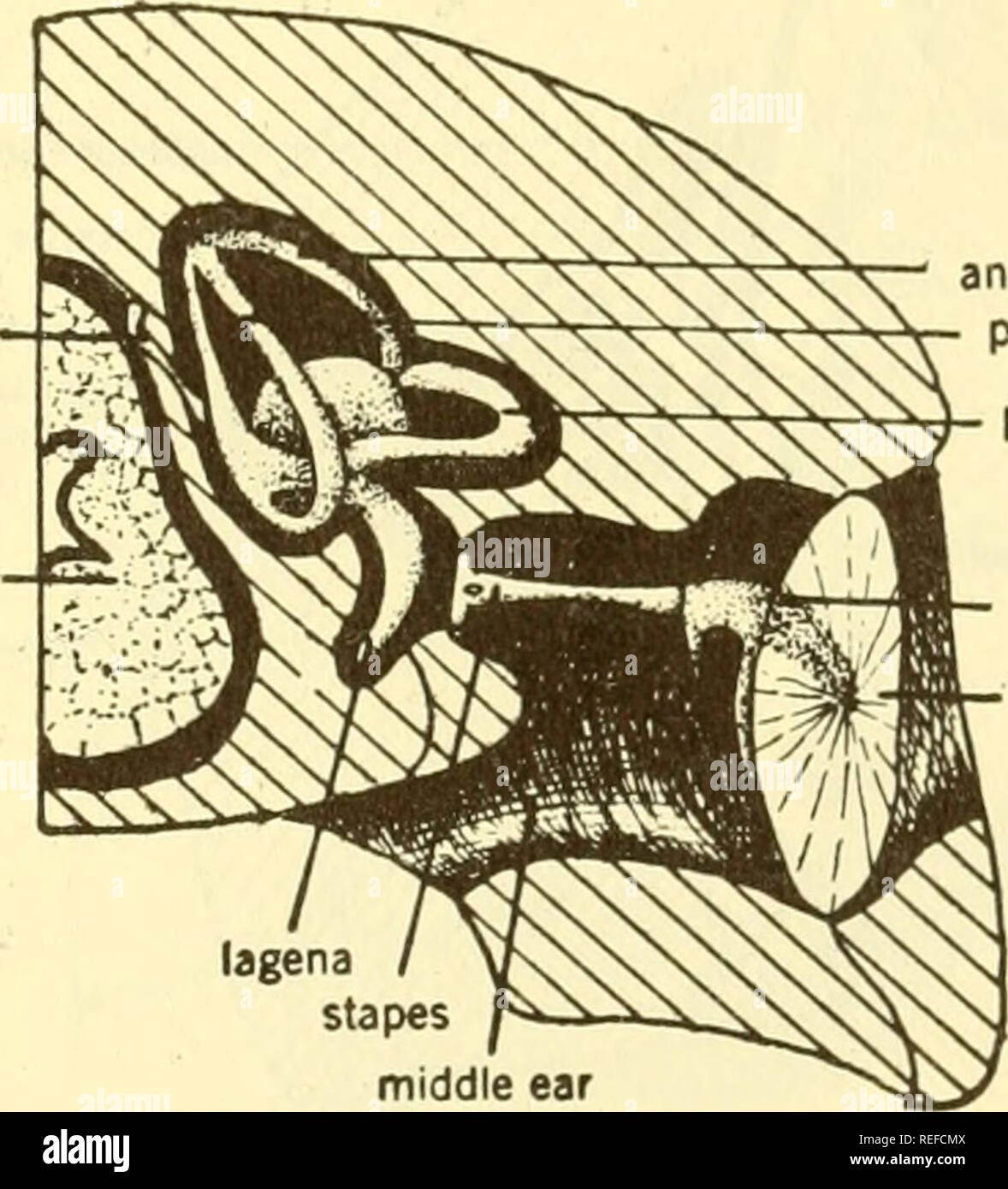 . Comparative animal physiology. Physiology, Comparative; Physiology ...
