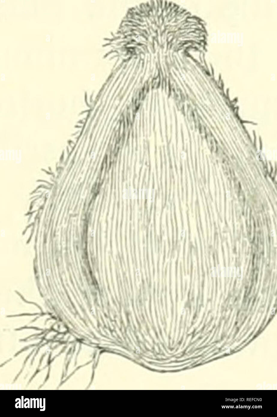 . Comparative morphology and biology of the fungi, mycetozoa and ...