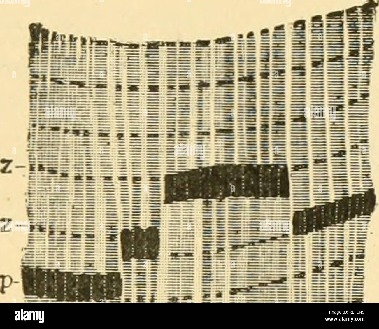 . Comparative anatomy. Anatomy, Comparative. HISTOLOGY 145 Striated ...