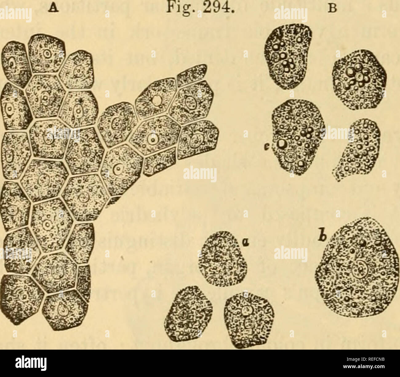 . The comparative anatomy of the domesticated animals. Horses ...