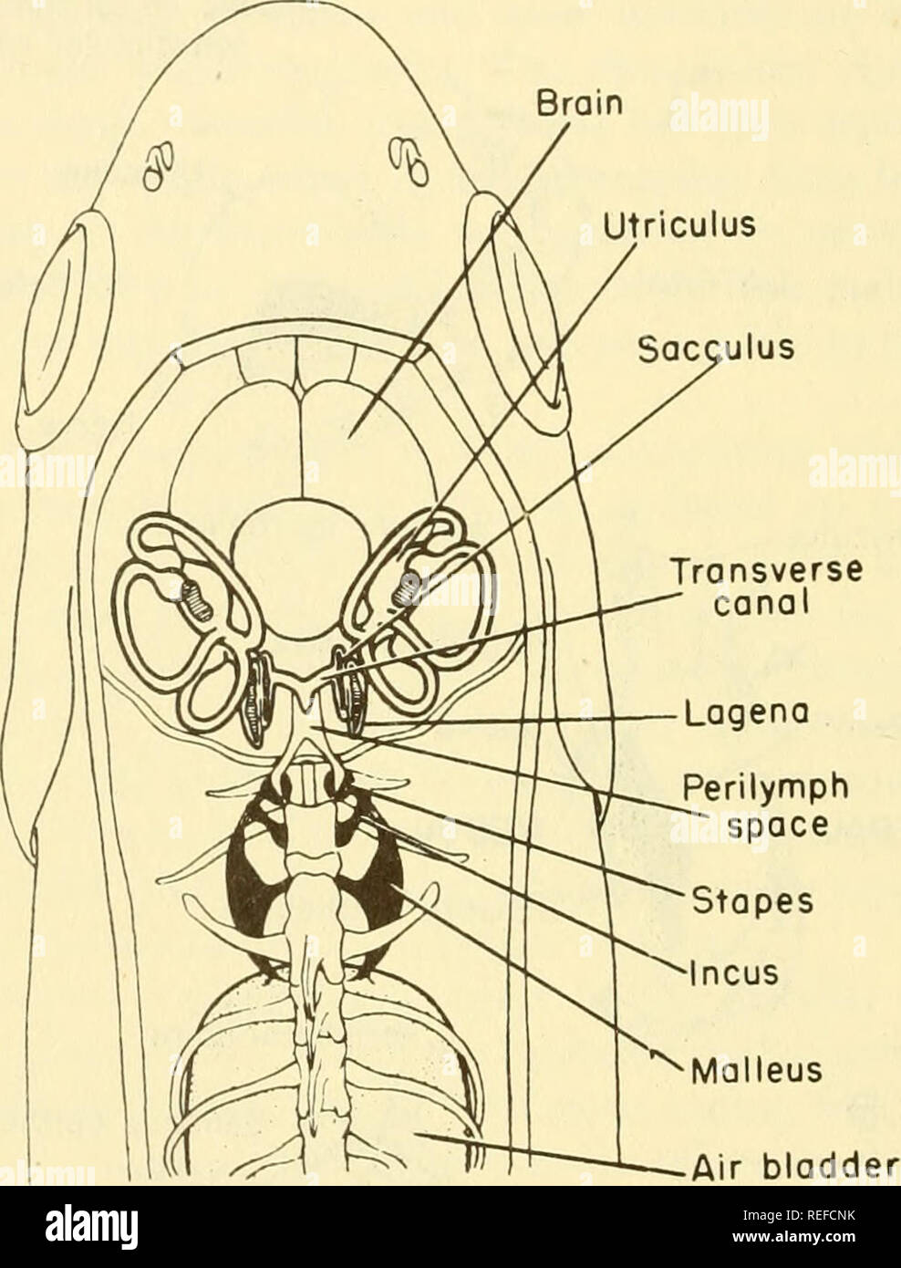 . Comparative animal physiology. Physiology, Comparative; Physiology ...