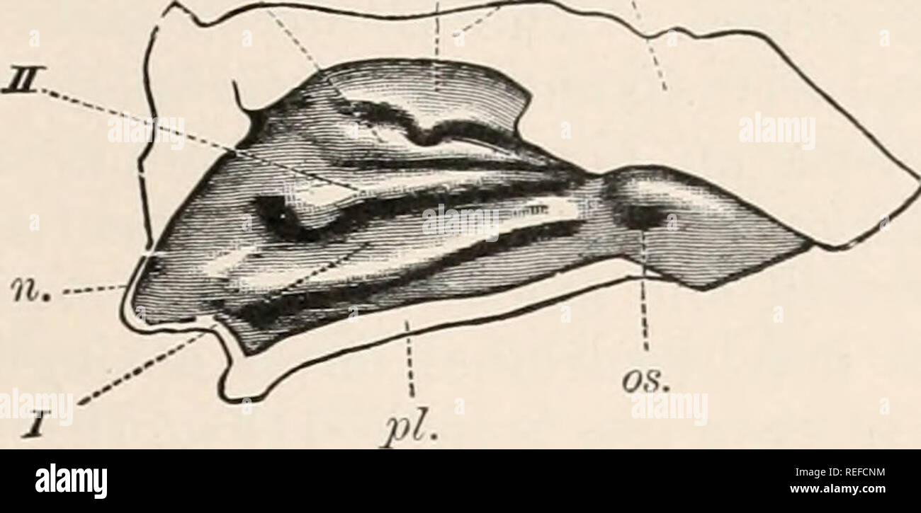 . Comparative anatomy of vertebrates. Anatomy, Comparative; Vertebrates ...