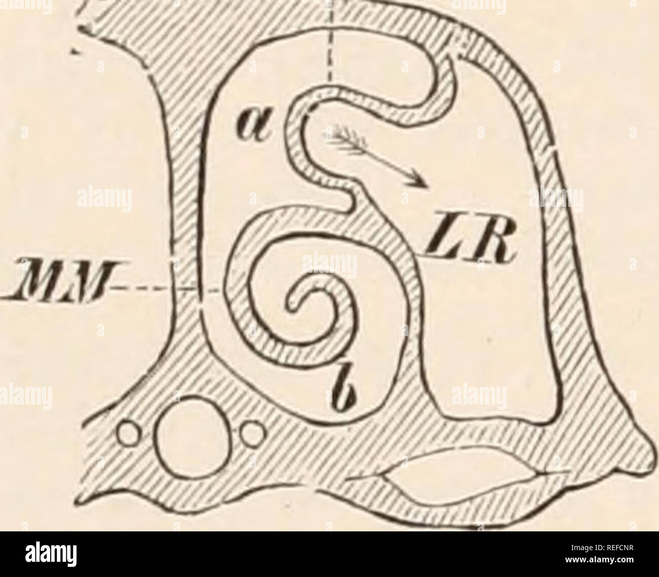 . Comparative anatomy of vertebrates. Anatomy, Comparative; Vertebrates ...