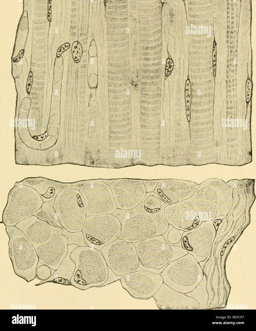 . Comparative anatomy. Anatomy, Comparative. a â â >^' ^,^ I' V'-' ' i ...