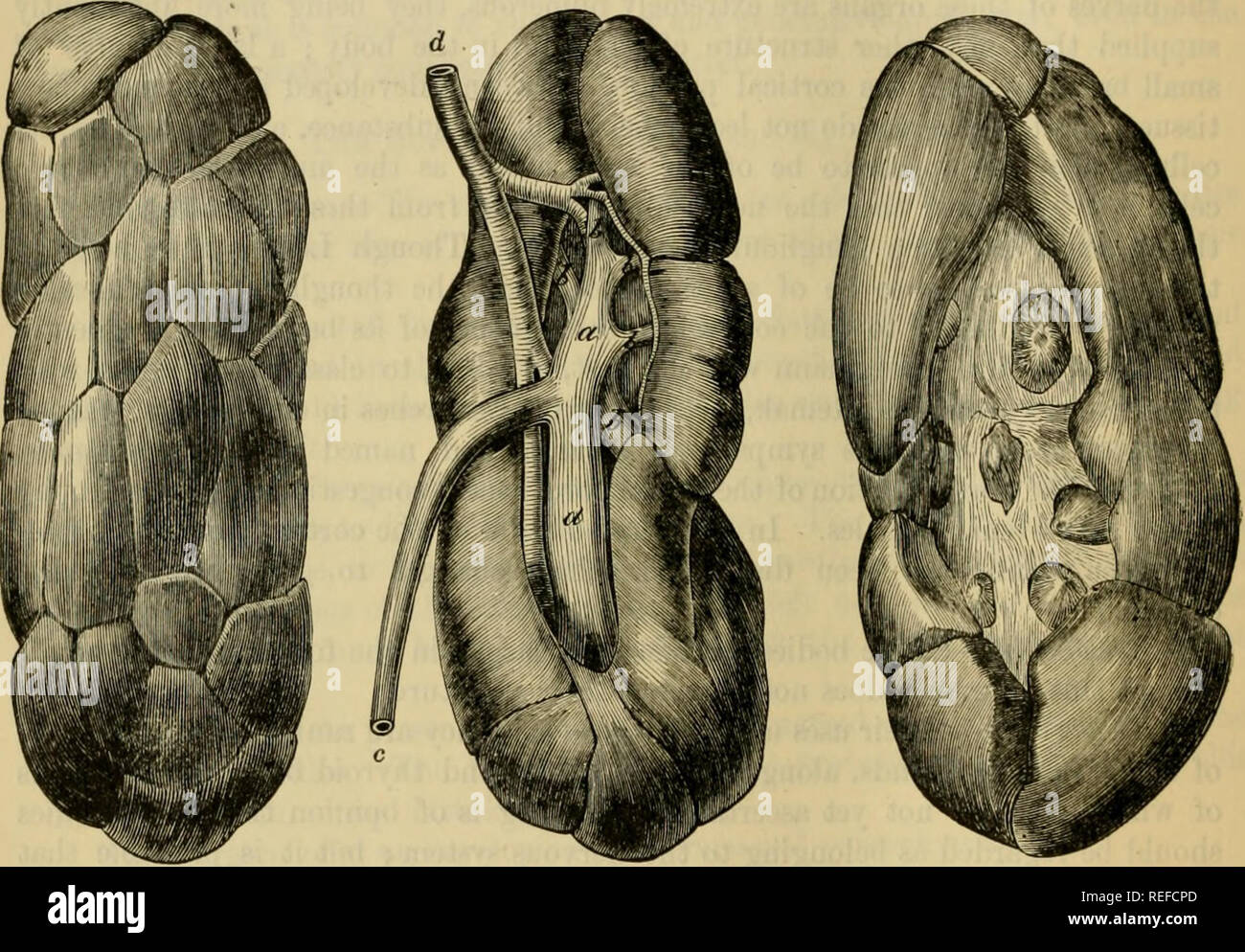 . The comparative anatomy of the domesticated animals. Veterinary ...