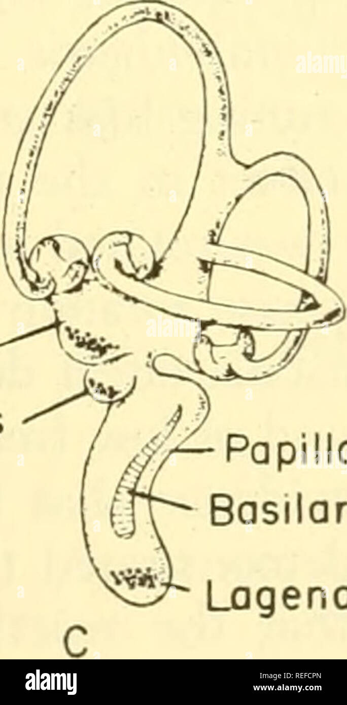 Basilar papilla hi-res stock photography and images - Alamy