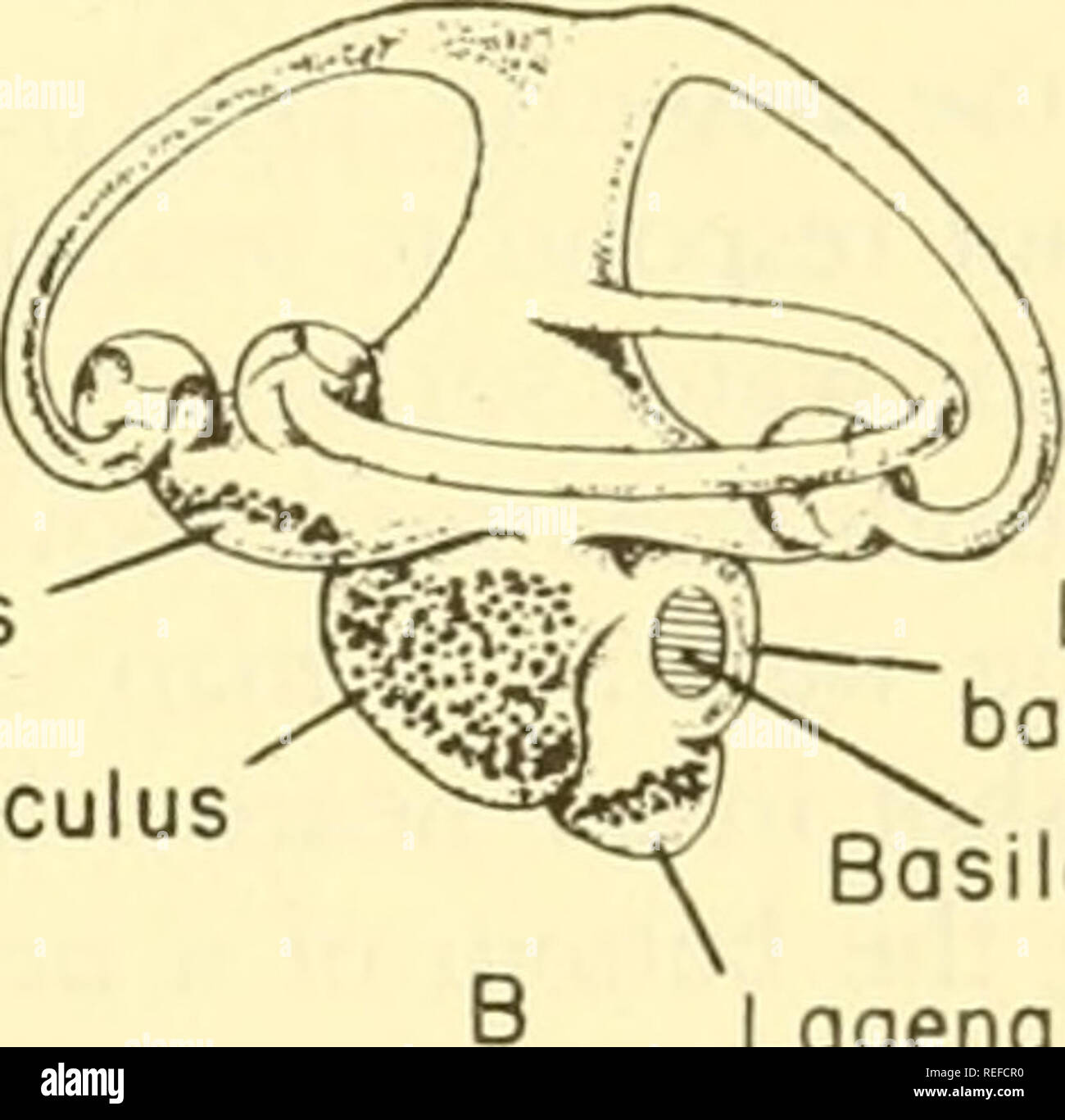. Comparative animal physiology. Physiology, Comparative; Physiology ...
