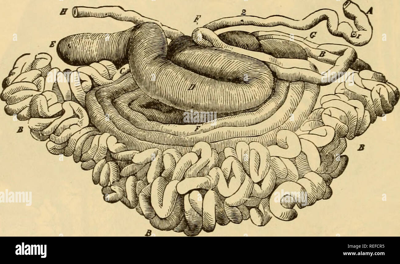. The comparative anatomy of the domesticated animals. Horses ...