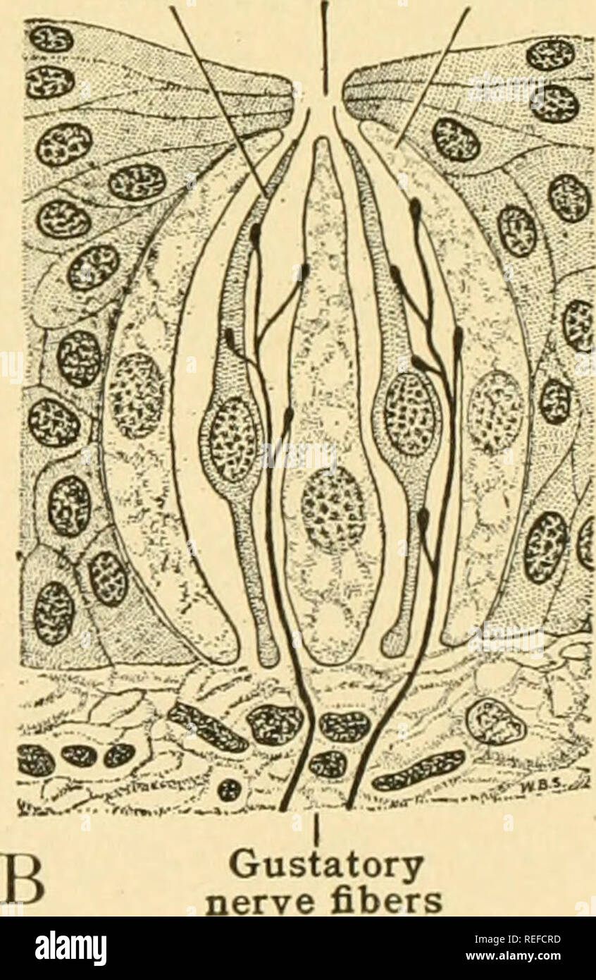 . Comparative anatomy. Anatomy, Comparative. Gustatory Pore ...
