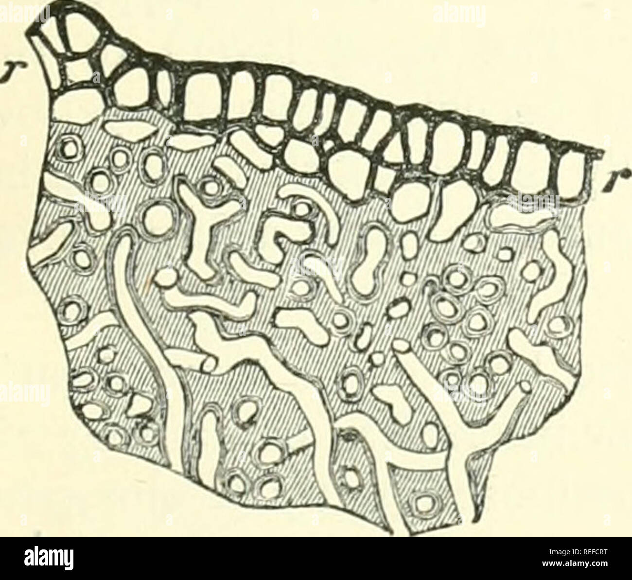 . Comparative morphology and biology of the fungi, mycetozoa and ...