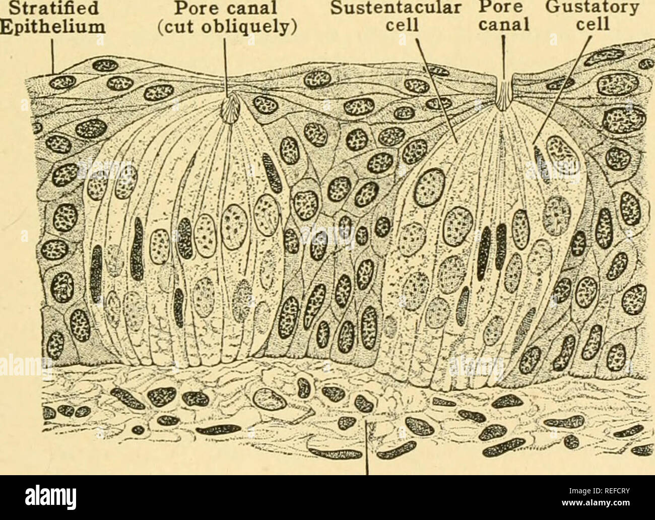 Sustentacular Cell High Resolution Stock Photography and Images - Alamy
