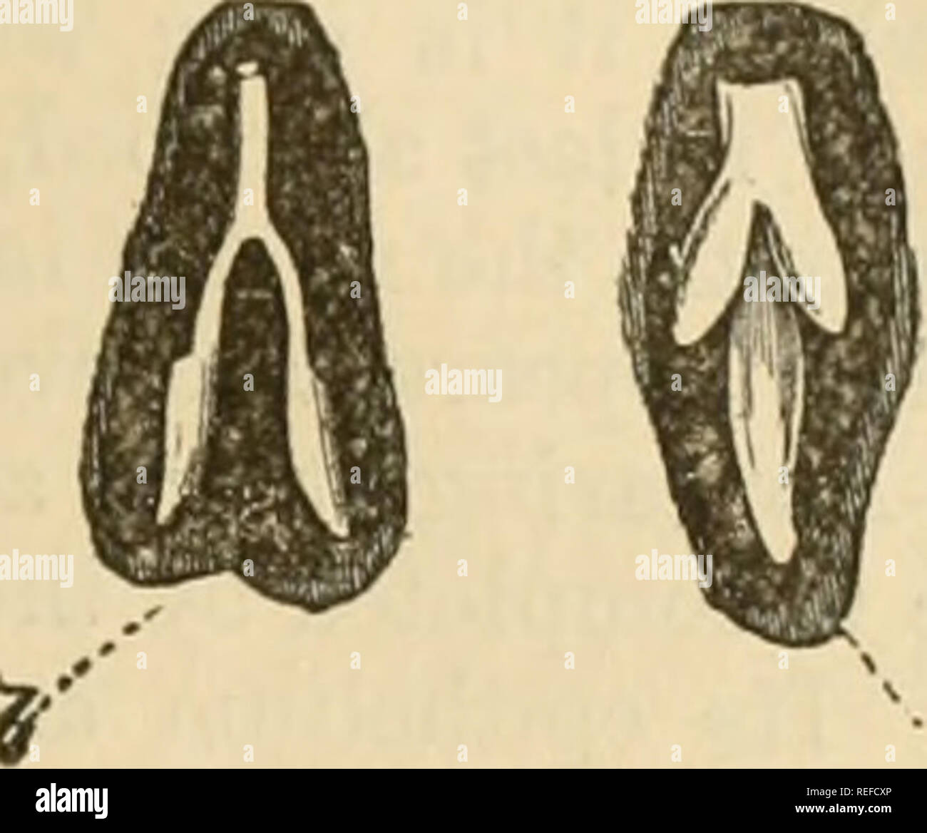 . The comparative anatomy of the domesticated animals. Veterinary ...