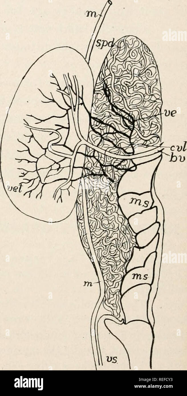 . Comparative anatomy of vertebrates. Anatomy, Comparative; Vertebrates ...