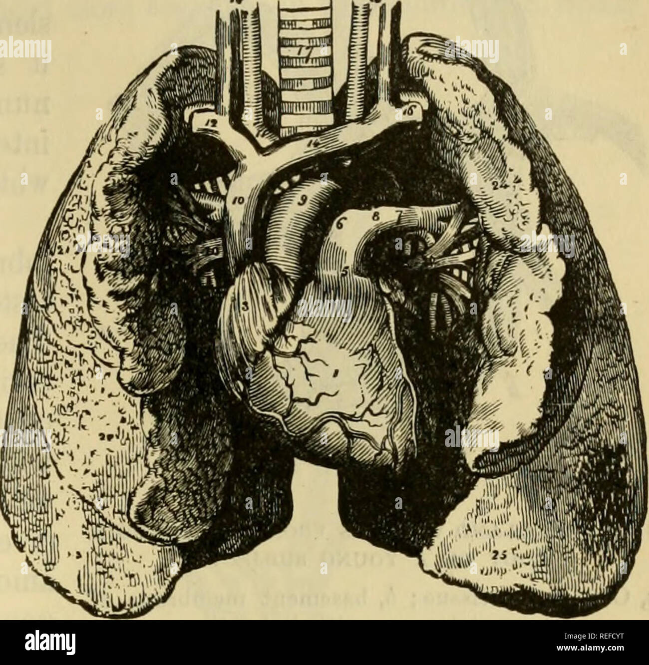 . The comparative anatomy of the domesticated animals. Veterinary ...