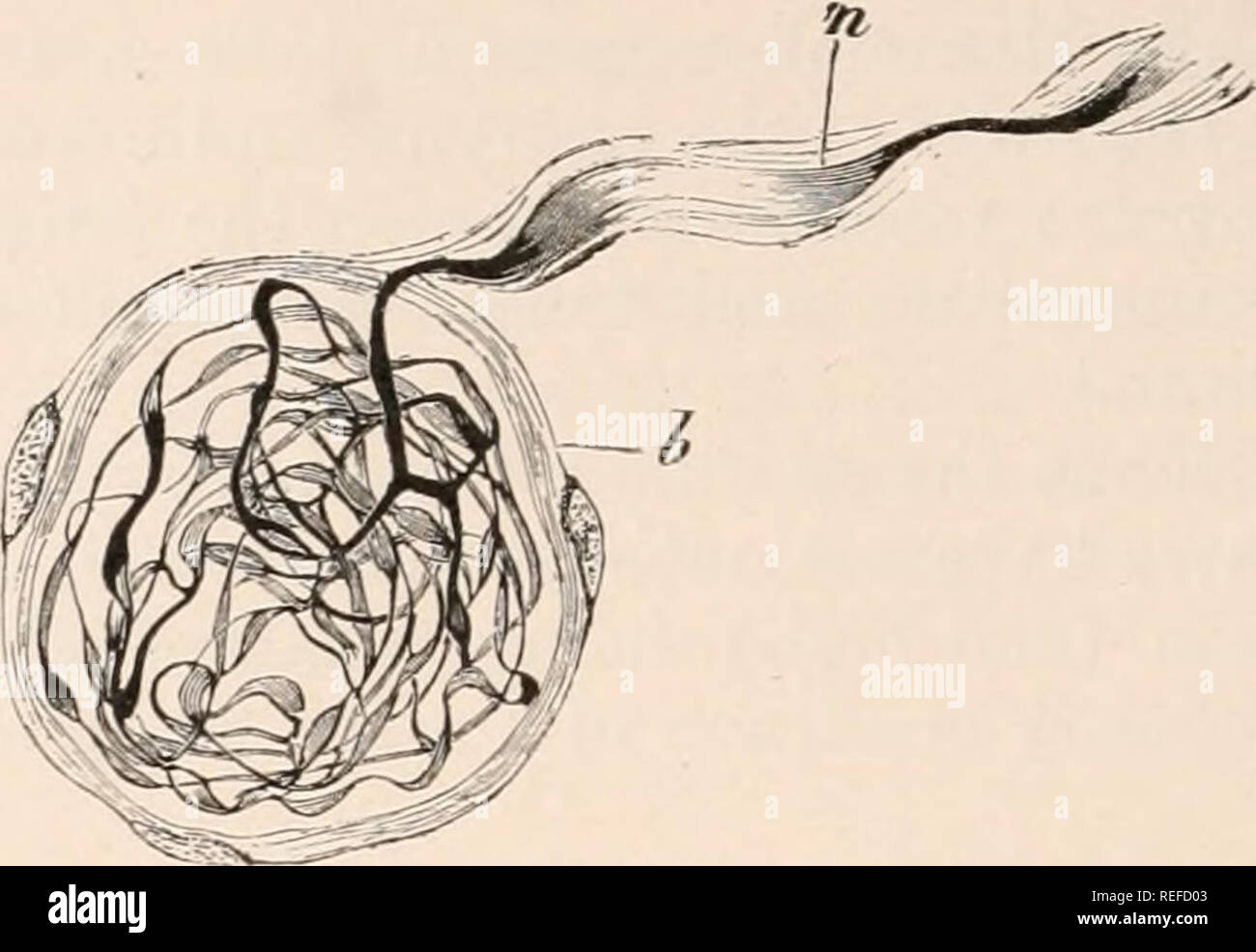 Krauses end bulb hi-res stock photography and images - Alamy