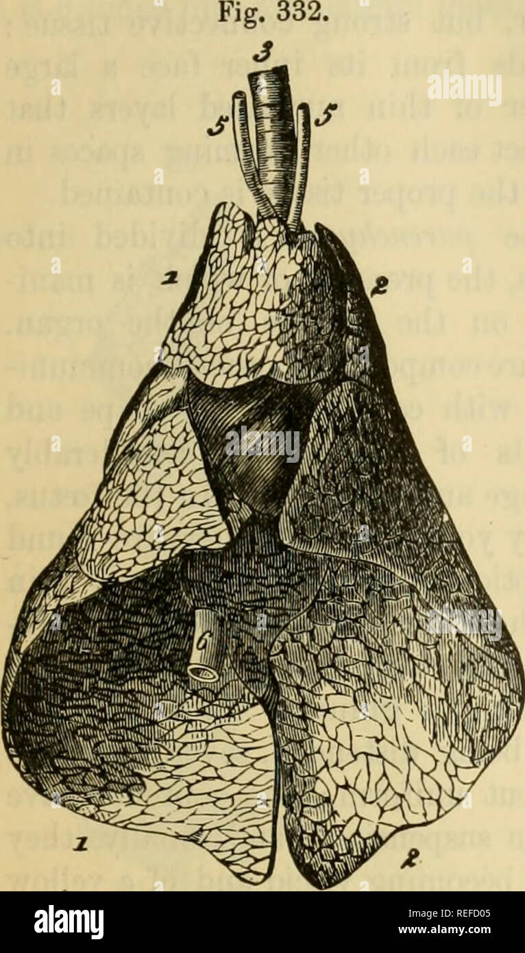 . The comparative anatomy of the domesticated animals. Veterinary ...