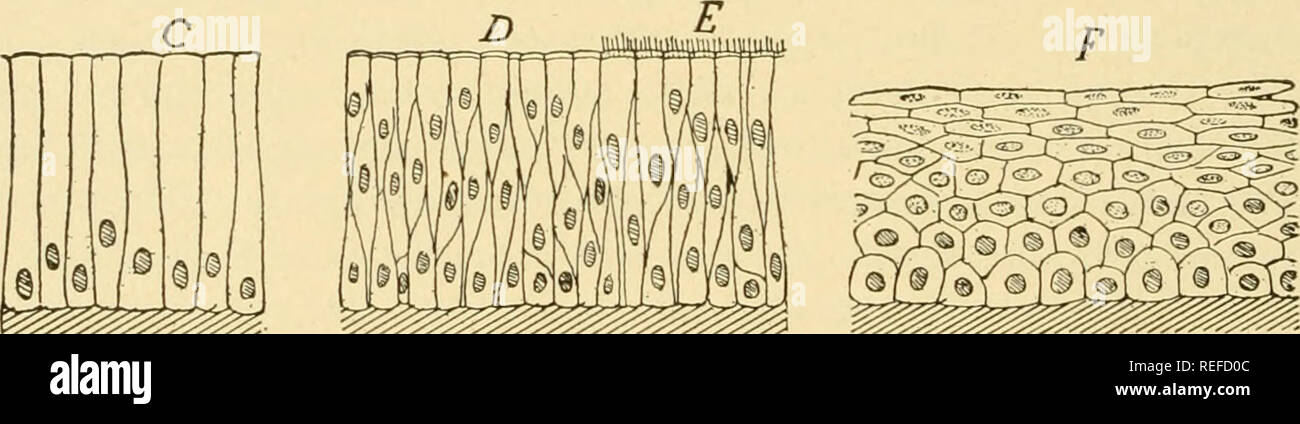 . Comparative anatomy. Anatomy, Comparative. Fig. 91.—Types of ...
