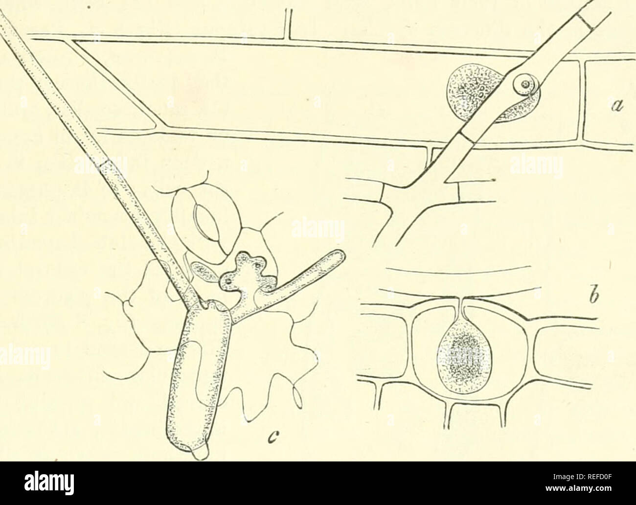 . Comparative morphology and biology of the fungi, mycetozoa and ...