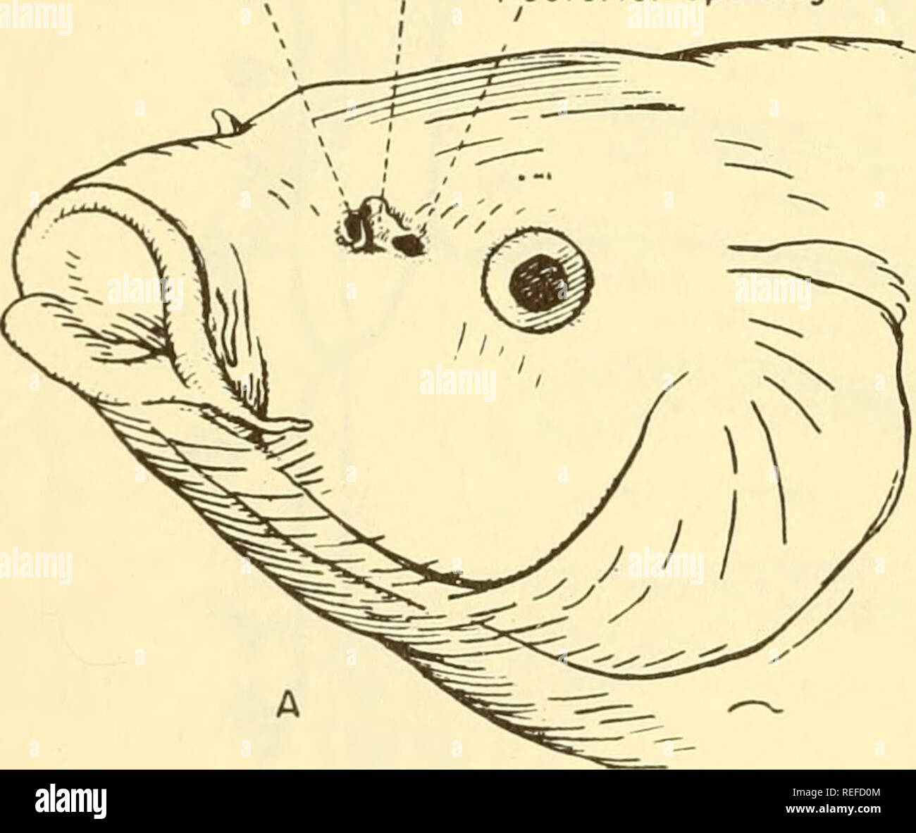 . Comparative animal physiology. Physiology, Comparative; Physiology ...
