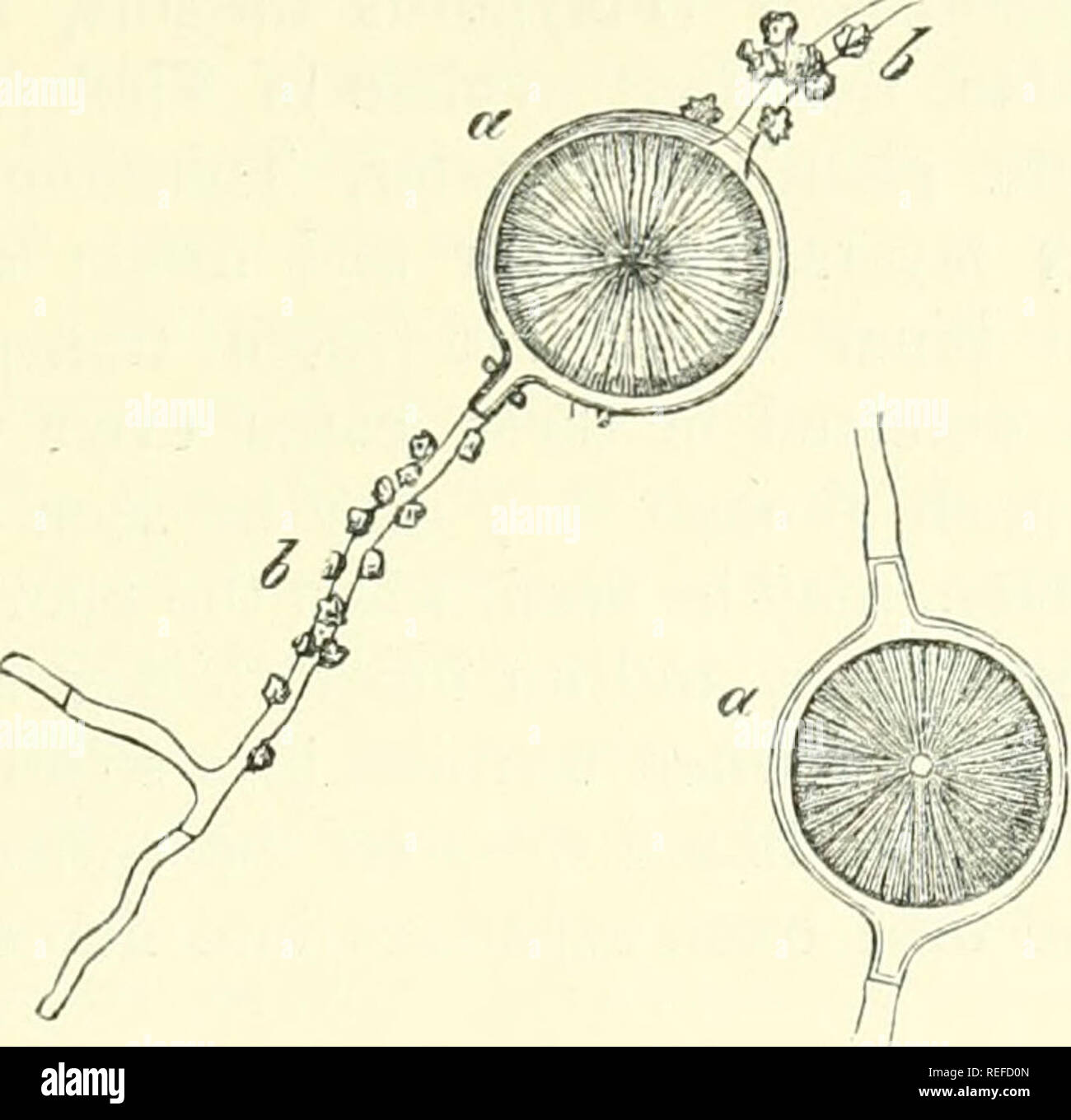. Comparative morphology and biology of the fungi, mycetozoa and ...