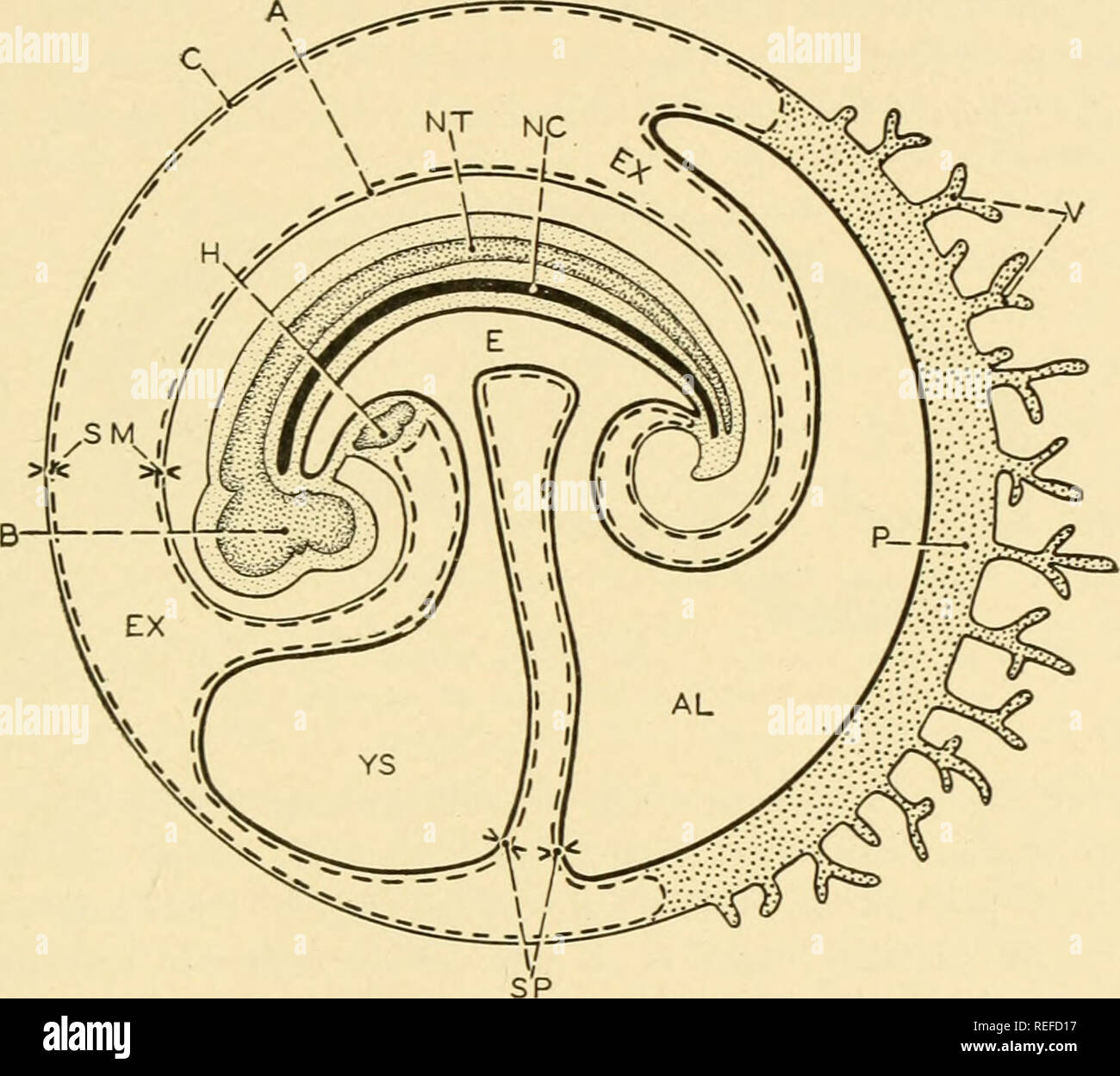 Neck emerges hi-res stock photography and images - Alamy