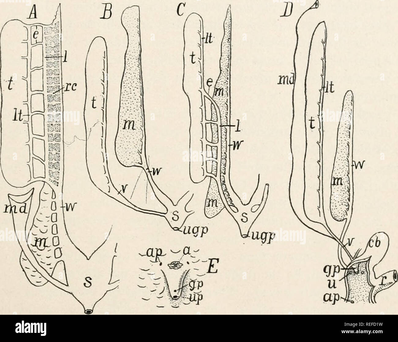 Urogenital membrane hi-res stock photography and images - Alamy