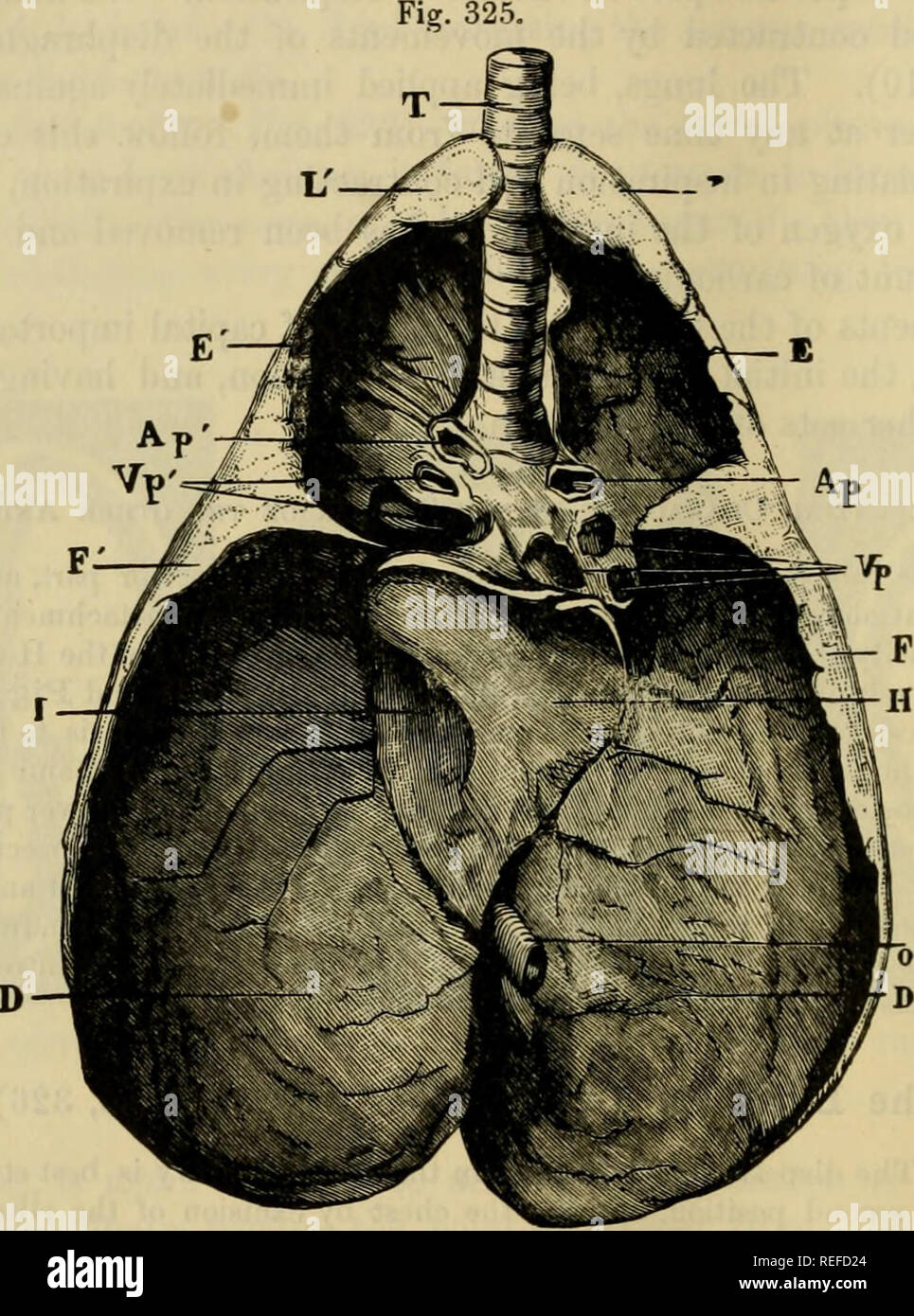 Lung Anatomy Hilum