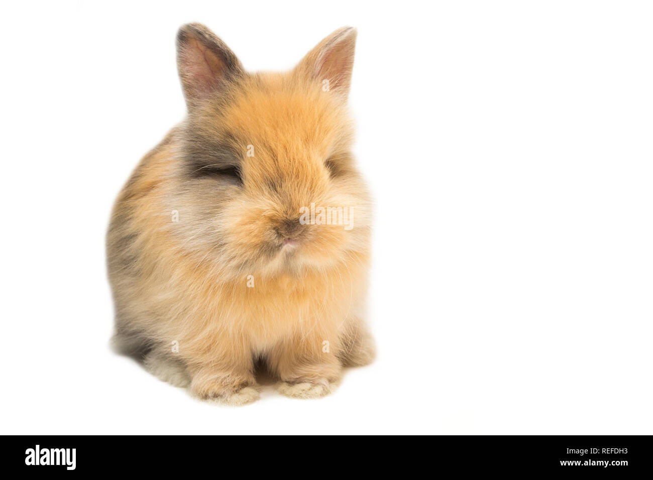 Fluffy rabbit hi-res stock photography and images - Alamy