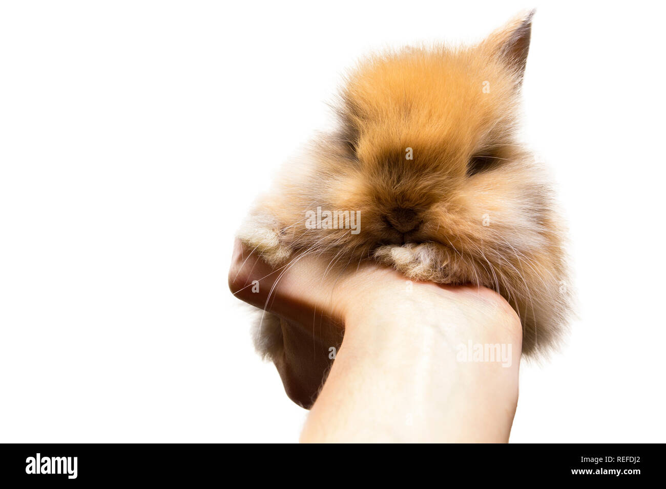 Small girl holding bunny rabbit hi-res stock photography and images - Alamy