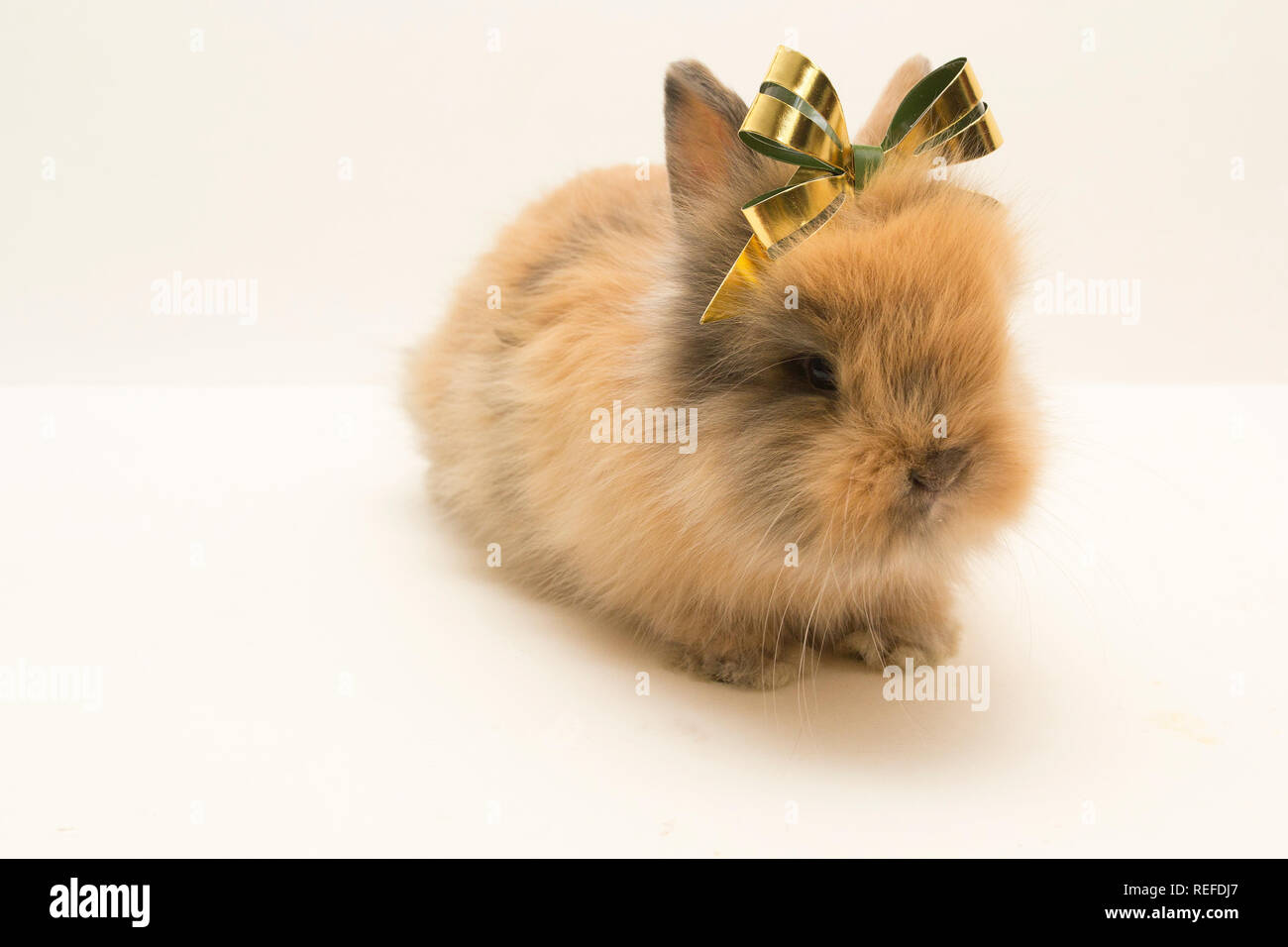 Bunny with bow hi-res stock photography and images - Alamy