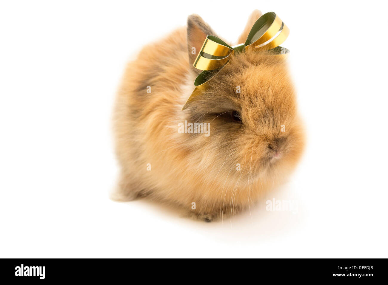 Small rabbit with golden bow isolated on white background Stock Photo ...