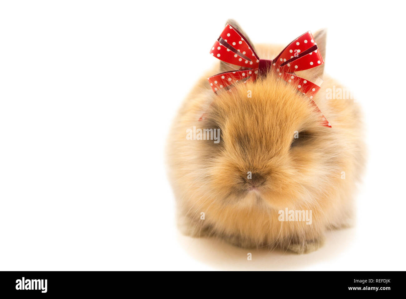 Small rabbit with red bow isolated on white background Stock Photo - Alamy