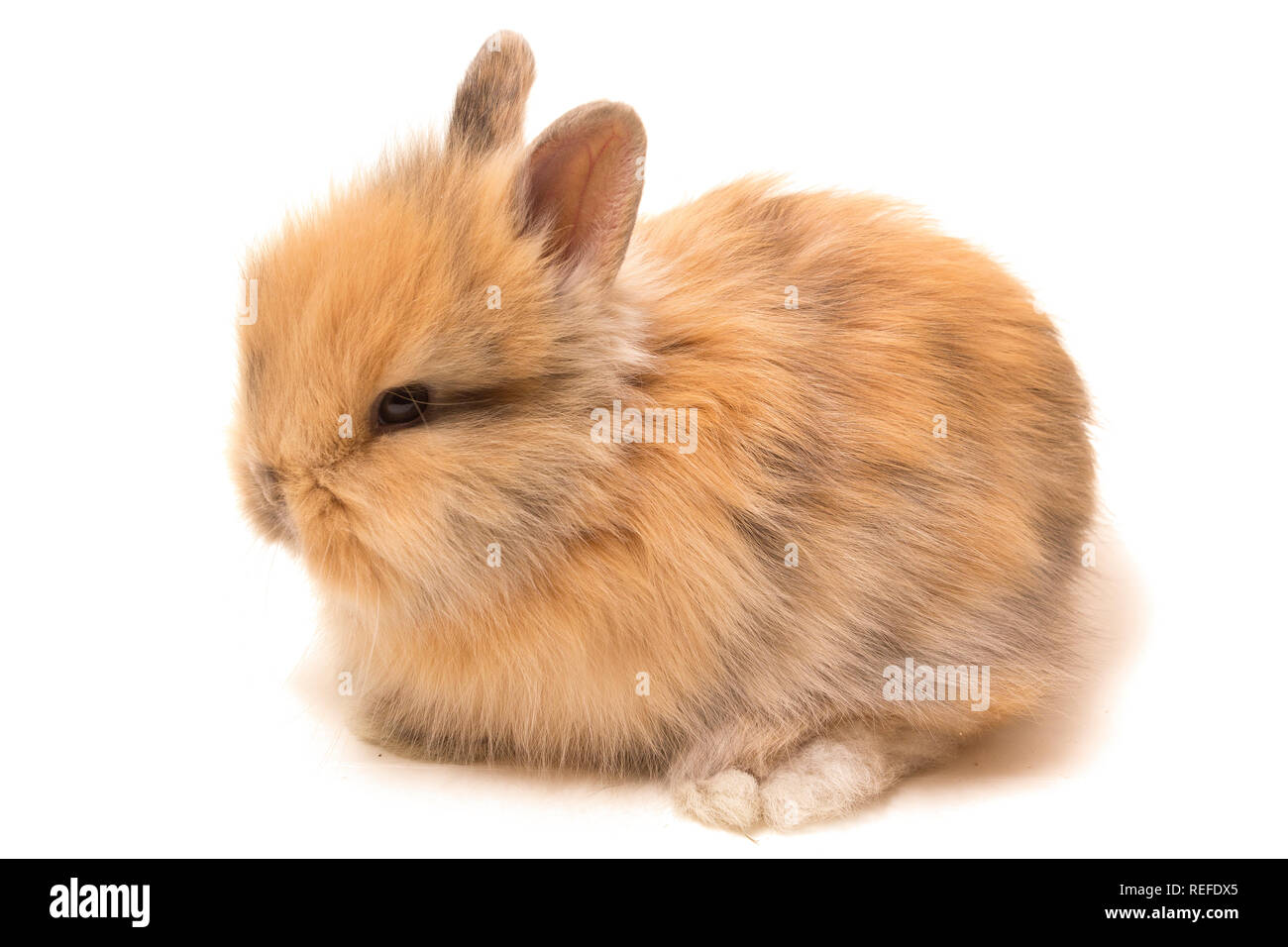 Little pet white rabbit Cut Out Stock Images & Pictures - Alamy