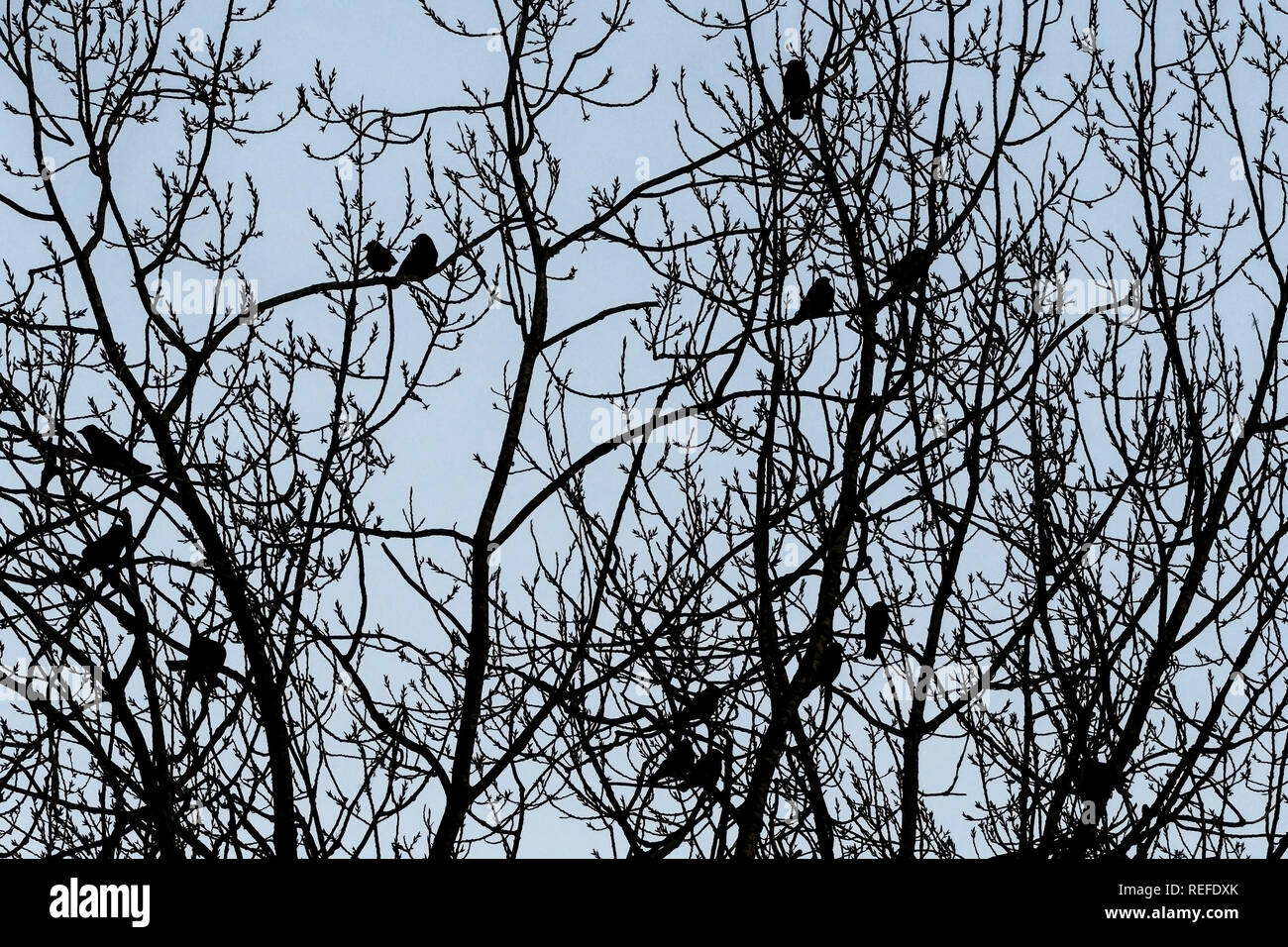 Roosting trees hi-res stock photography and images - Alamy