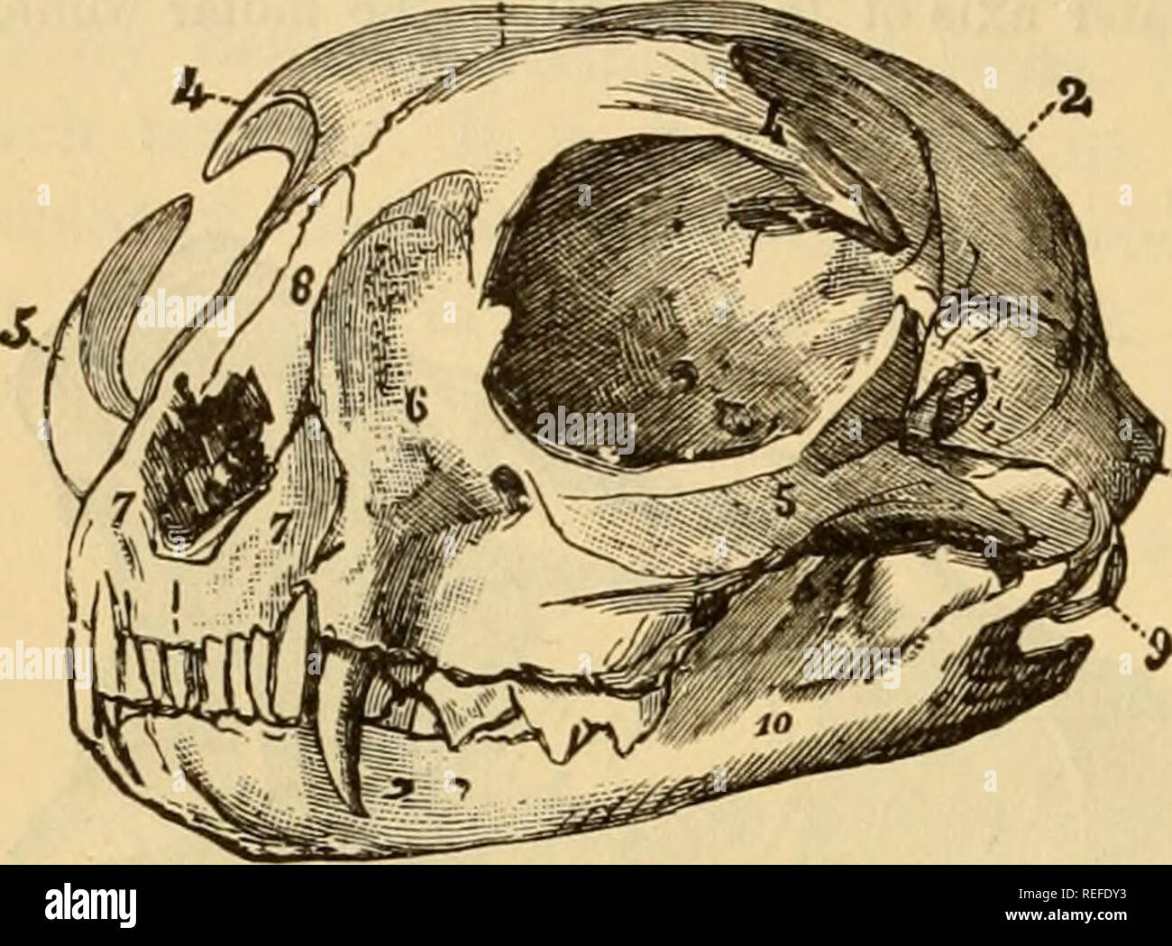 . The comparative anatomy of the domesticated animals. Horses ...