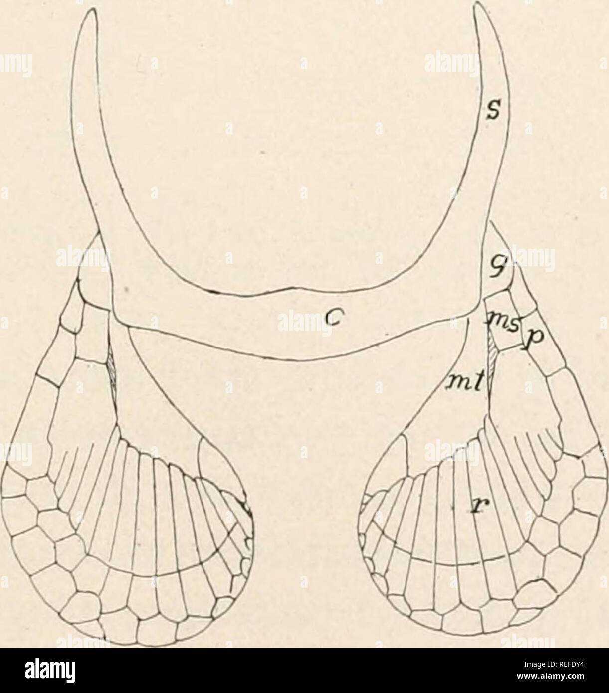 . Comparative anatomy of vertebrates. Anatomy, Comparative; Vertebrates ...