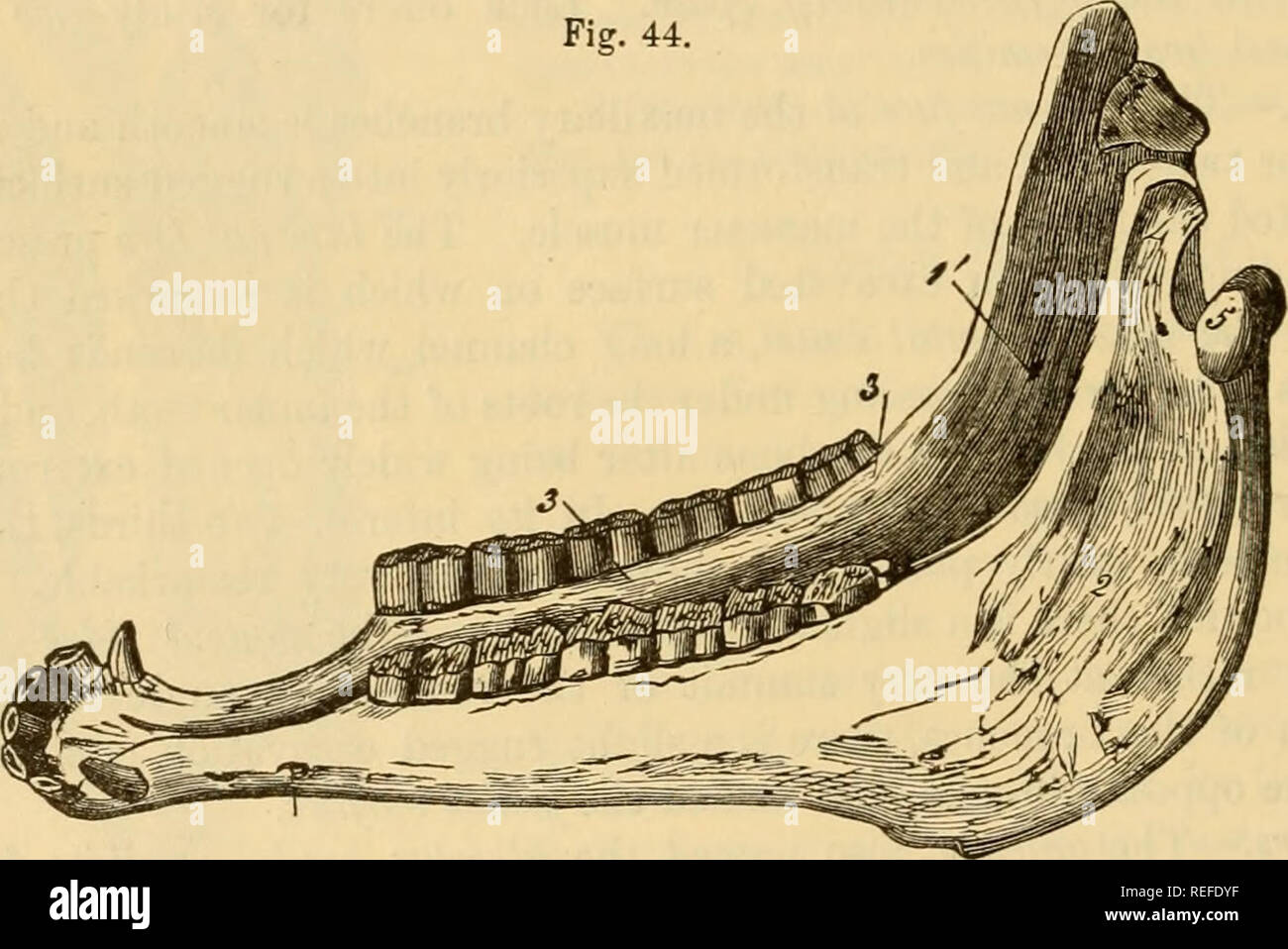 . The comparative anatomy of the domesticated animals. Horses ...