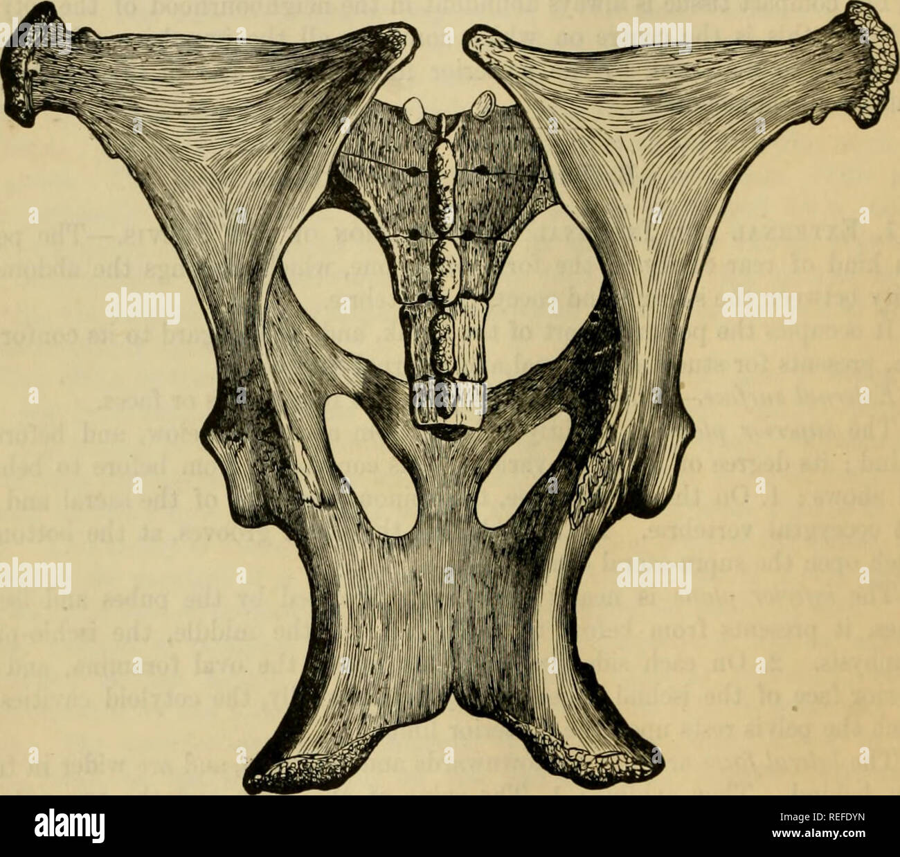 Iliac crests hi-res stock photography and images - Alamy