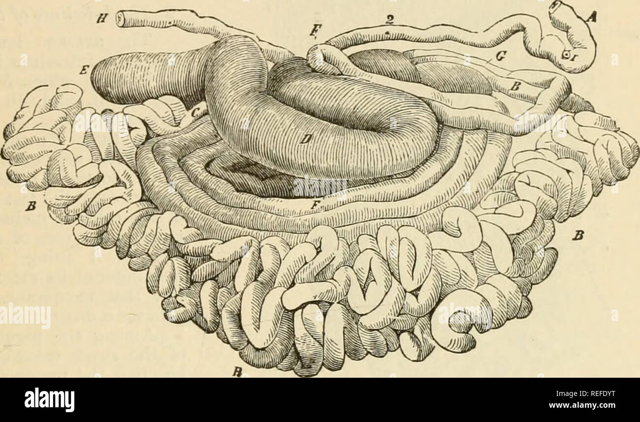 Goat intestines hi-res stock photography and images - Alamy