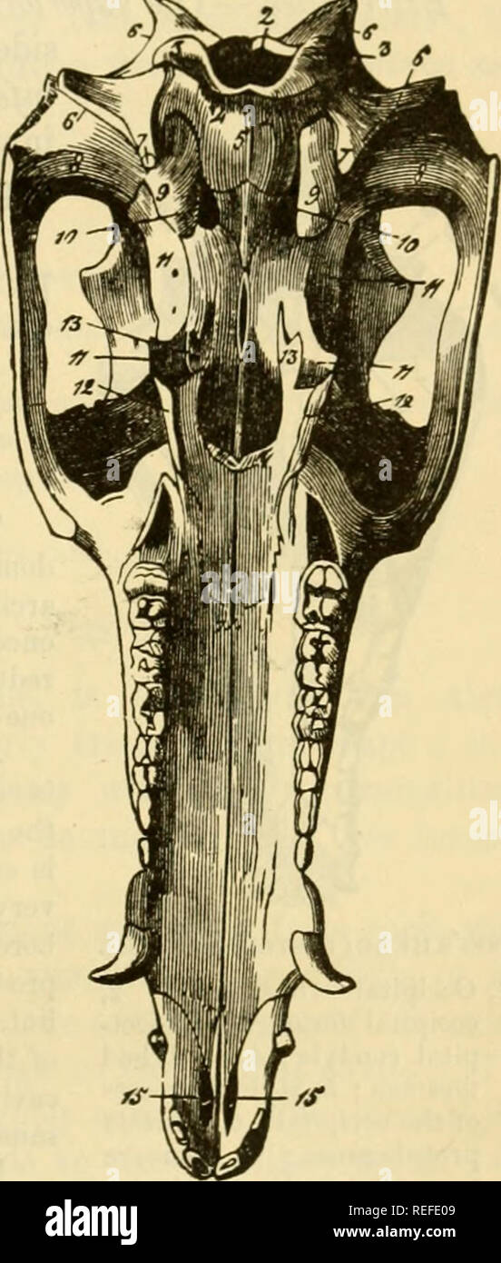 Nasal cavity veterinary anatomy hi-res stock photography and images - Alamy