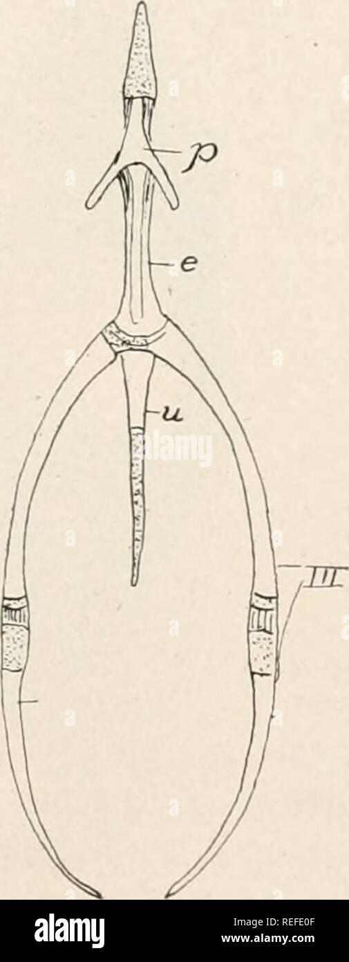 . Comparative anatomy of vertebrates. Anatomy, Comparative; Vertebrates ...